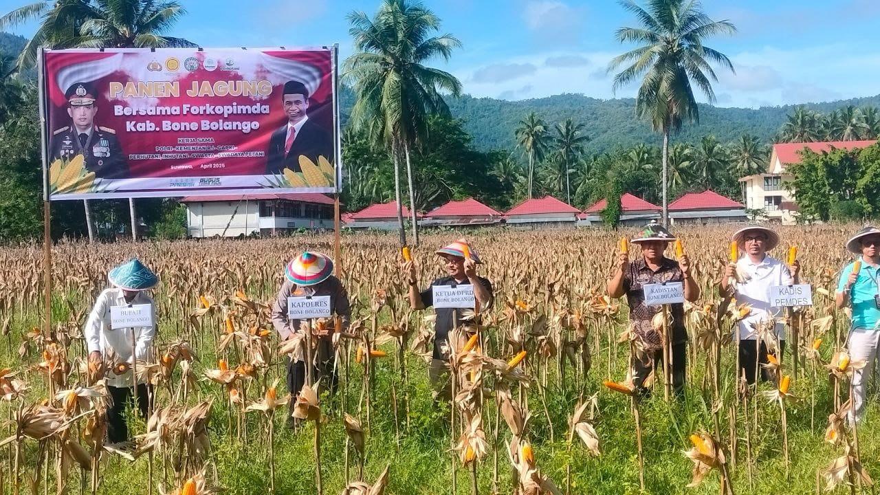 Amin Nune Nusi Dukung Program Ketahanan Pangan, Ikut Panen Jagung di Bone Bolango - otanaha.id
